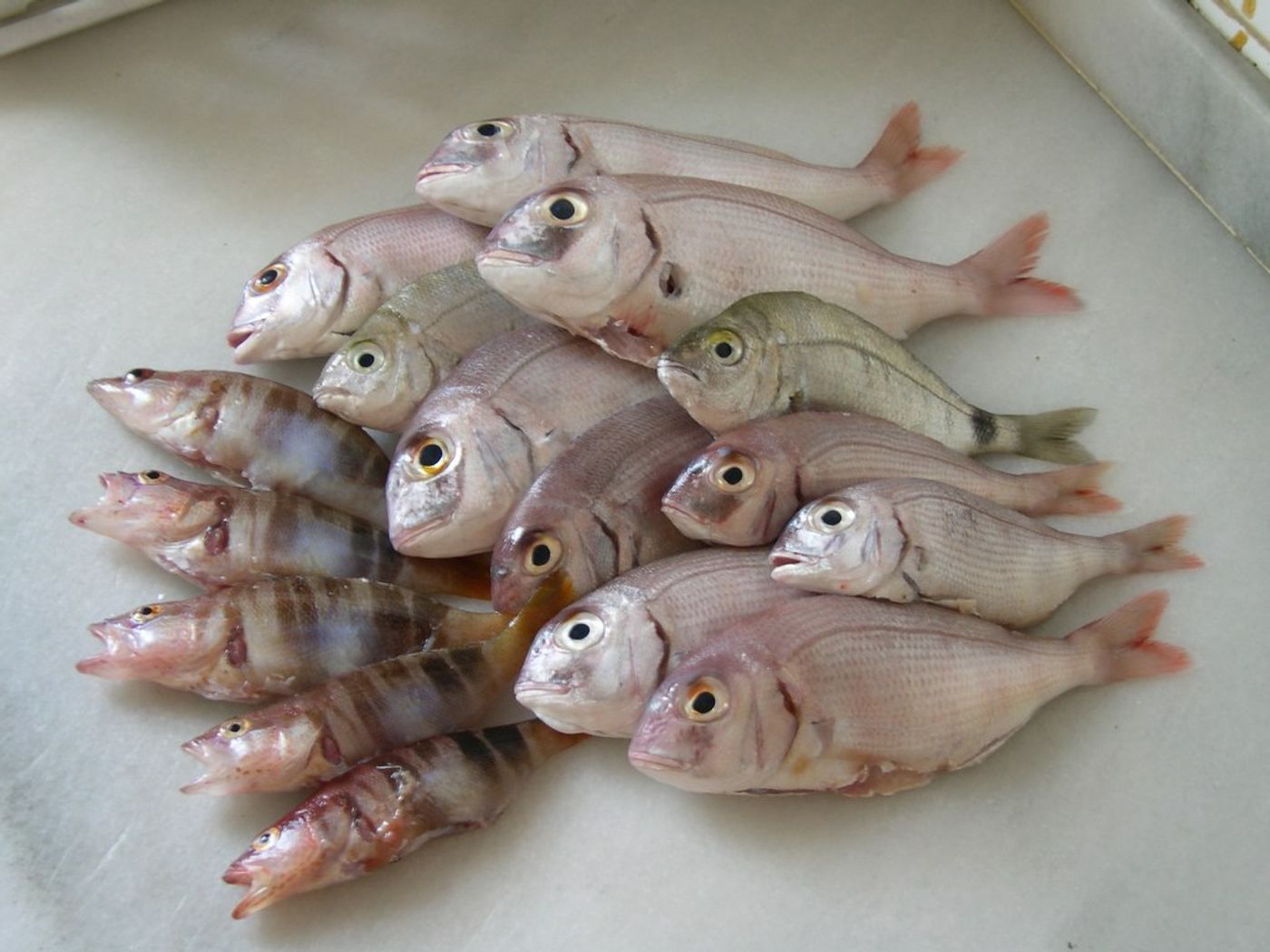 Pescado Congelado de la Bregmacerotidae Familias, Euclichthyidae ...