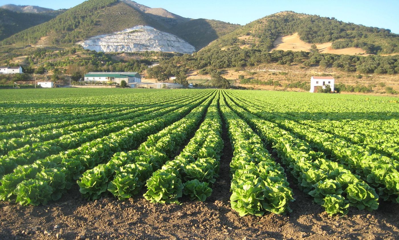 Vegetables Incl. "Wild", into Preparations Homogenised for Baby Food ...