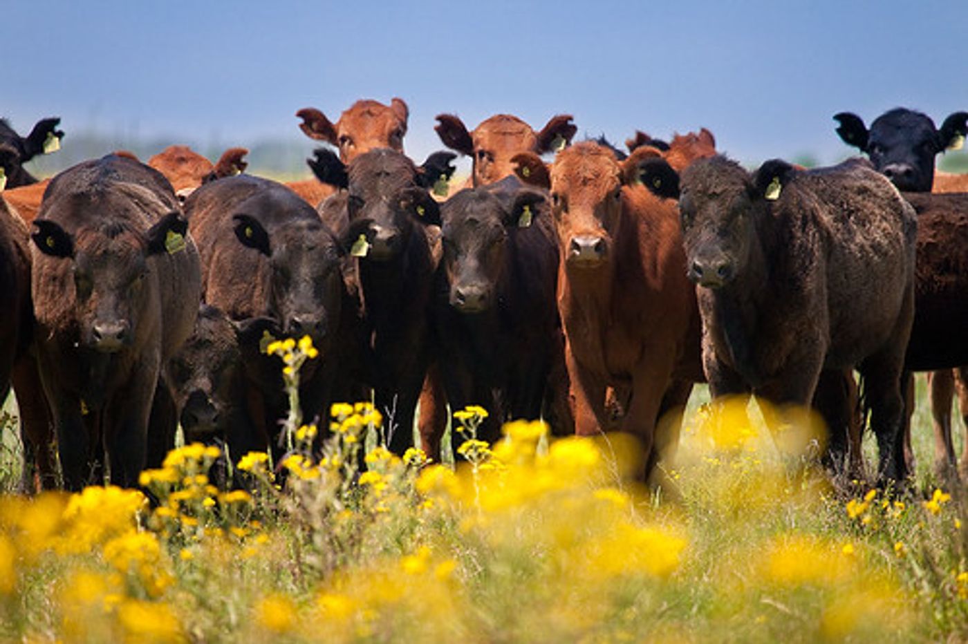 Workers in Breeding Cattle: Wages, diversity, industries and labor ...